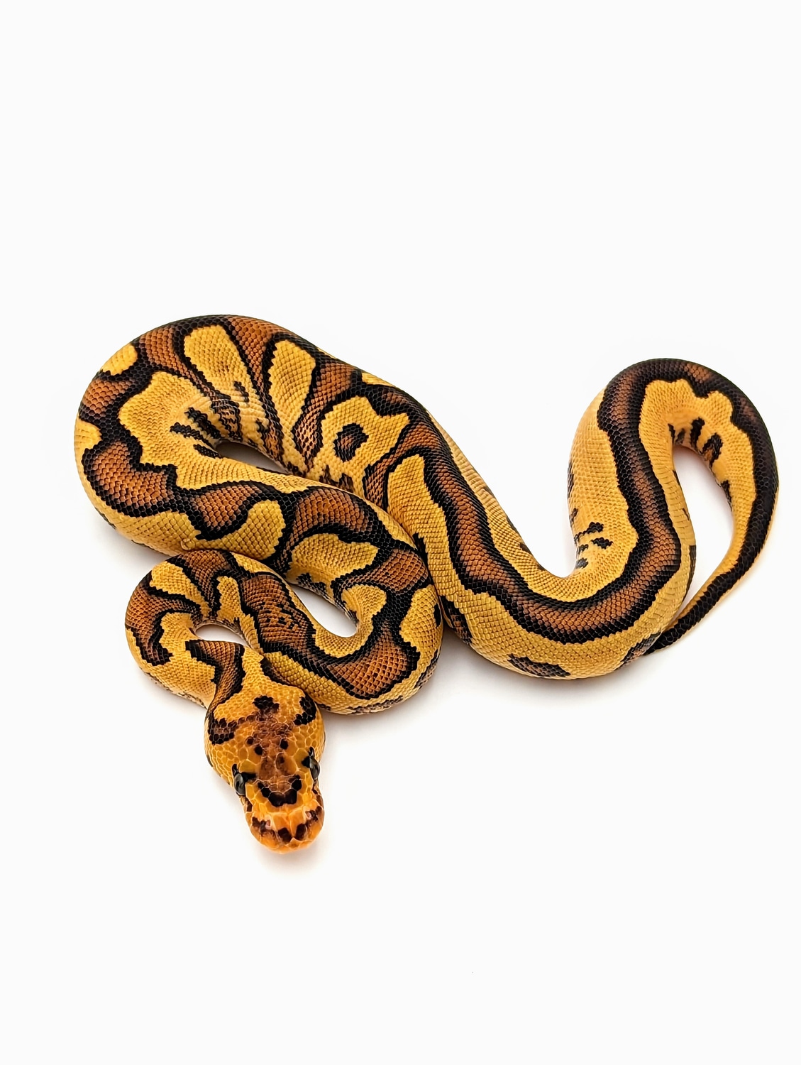Fire Red Stripe Yellow Belly Clown Ball Python by Python Perfection Inc ...