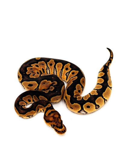 Black Head Clown Ball Python by Python Perfection Inc