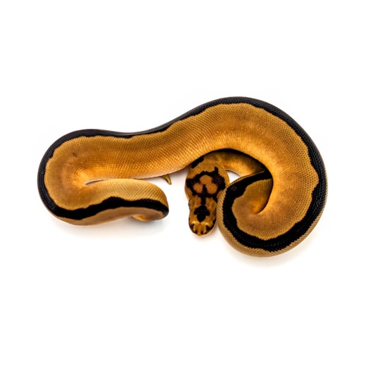 Clown Ball Python by Python Perfection Inc