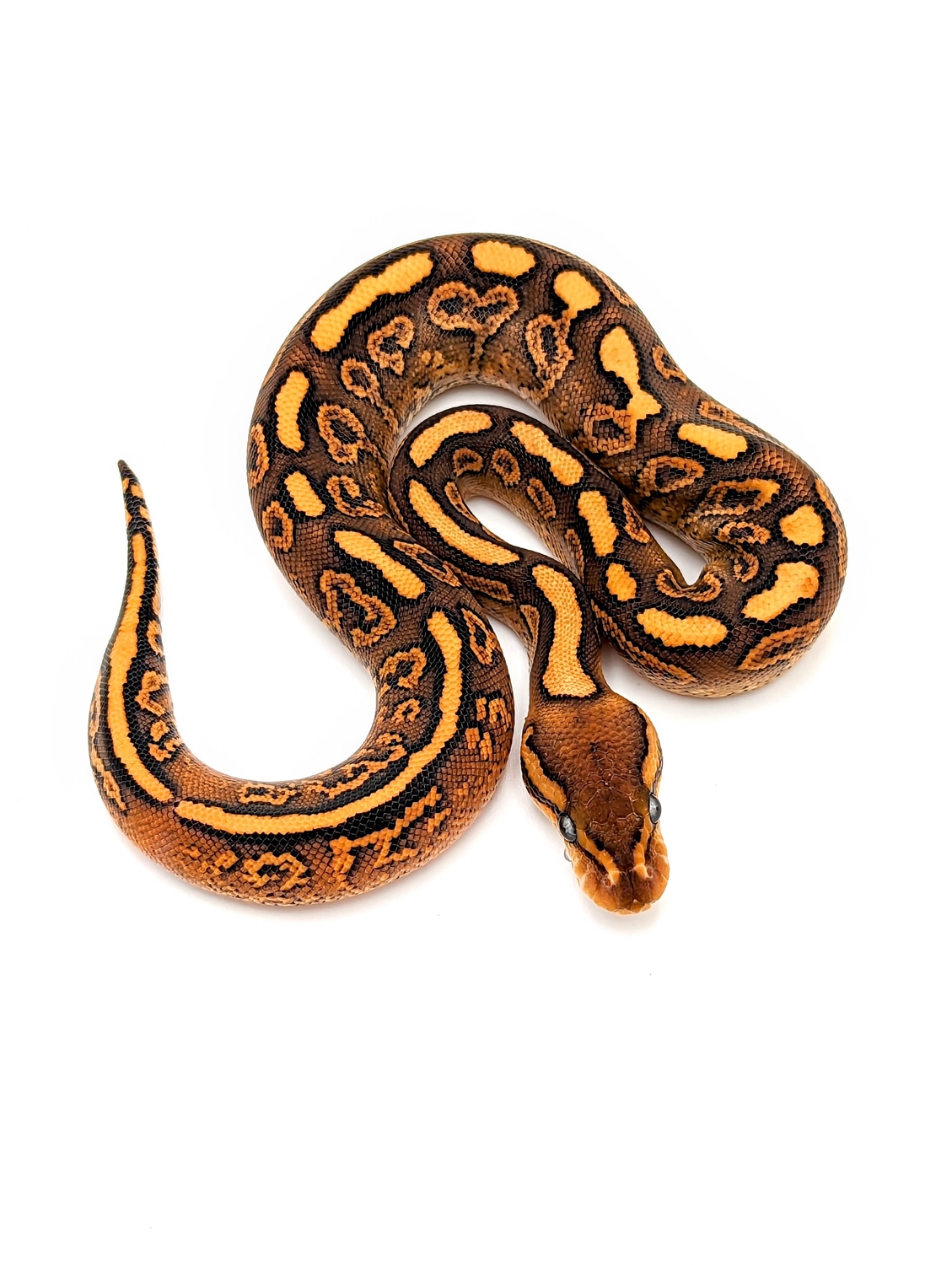 Black Pastel Red Stripe Special Yellow Belly Het Clown Ball Python by ...