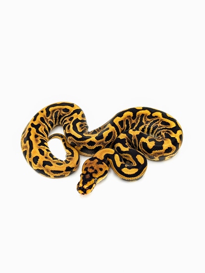 Leopard Red Stripe Spotnose Het Clown Ball Python by Python Perfection Inc