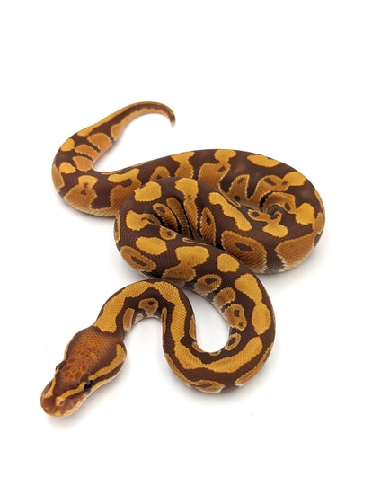 Chocolate Ultramel Het Clown Ball Python by Python Perfection Inc