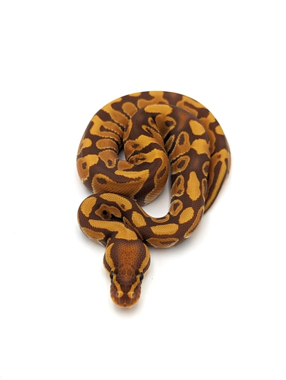 Chocolate Ultramel Het Clown Ball Python by Python Perfection Inc