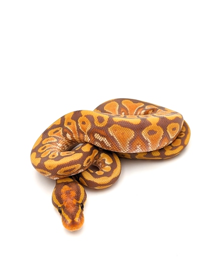 Banana Special Yellow Belly Het Clown Ball Python by Python Perfection Inc