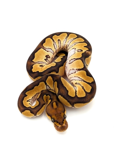 Phantom Clown Ball Python by Python Perfection Inc