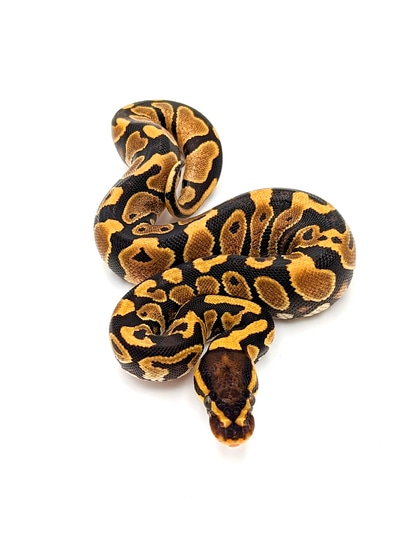 Yellow Belly Het Clown Ball Python by Python Perfection Inc