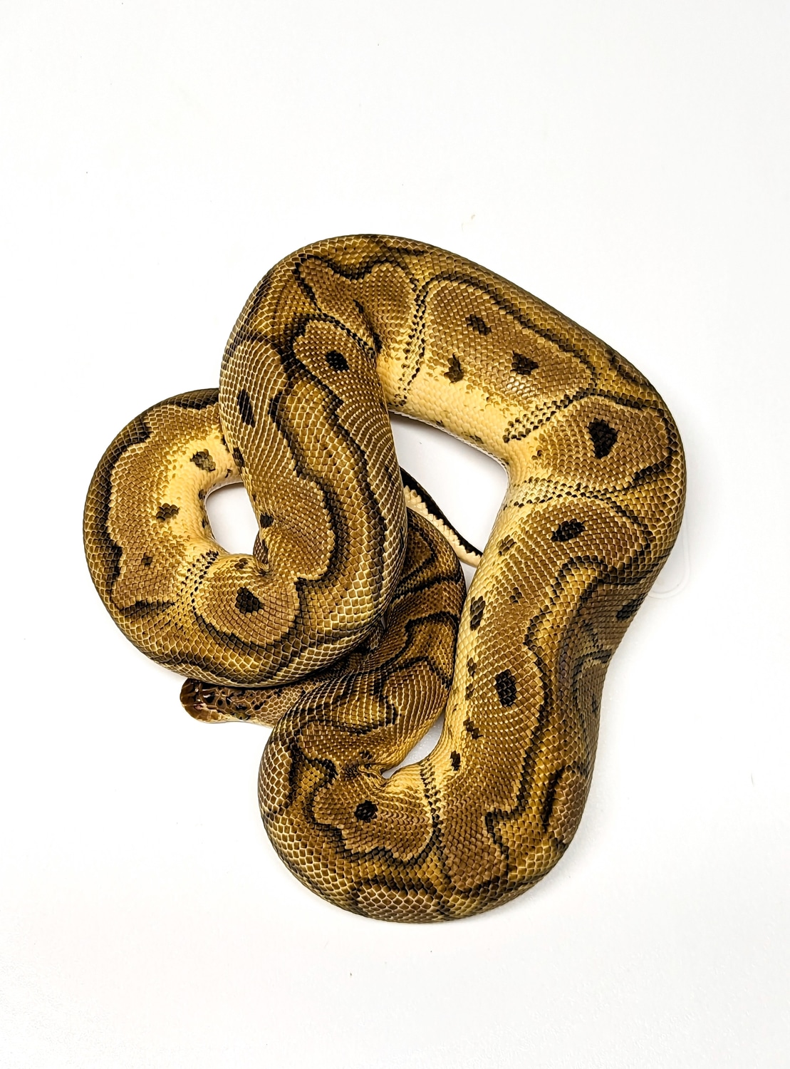 Pastel Clown Het Desert Ghost Ball Python by Python Perfection Inc ...