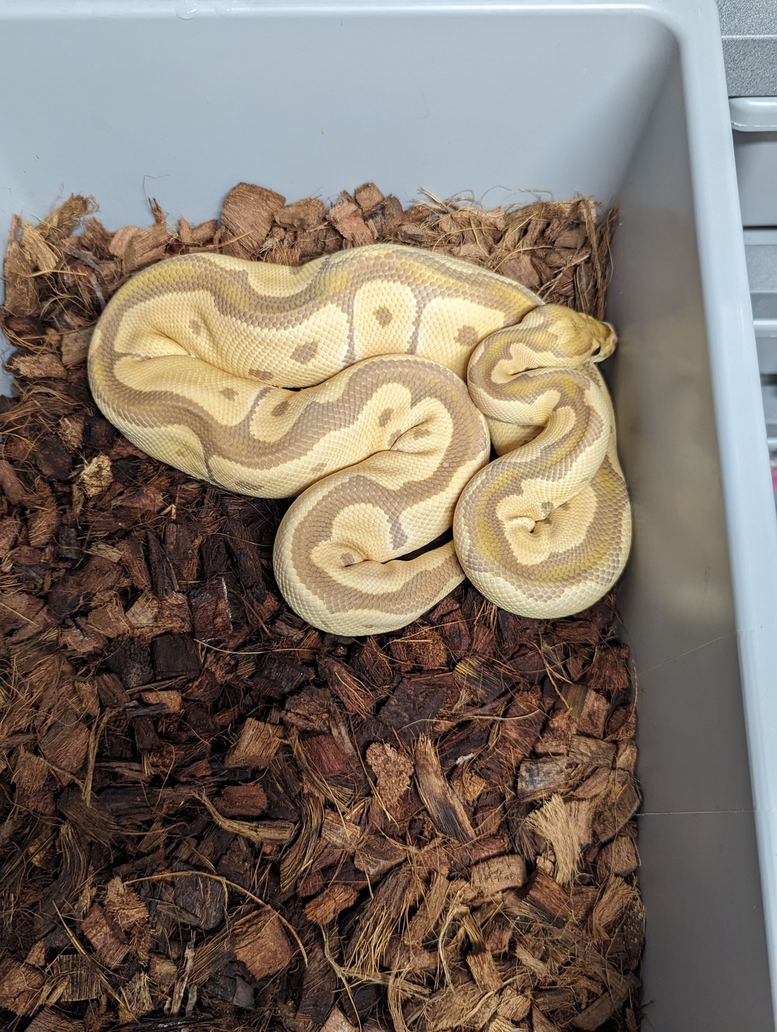 Ultramel Clown Male And Dh Ultramel Clown Female Both Proven Ball Python by Python Perfection ...