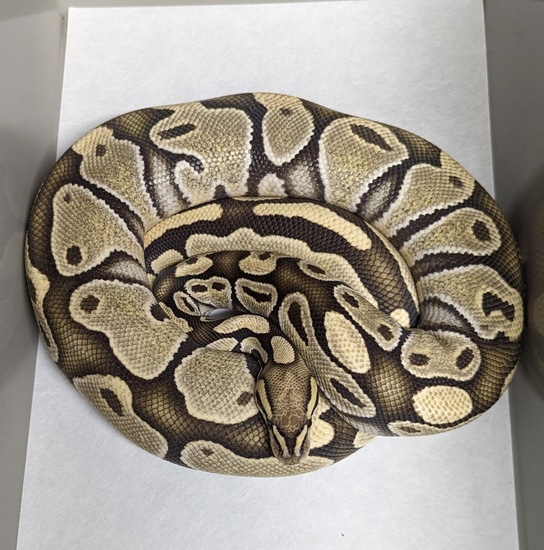 Enhancer Het Genetic Stripe Ball Python by Python Perfection Inc