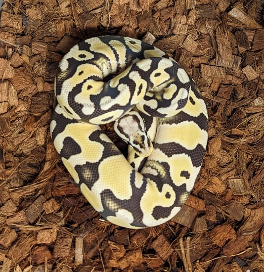Pastel Desert Ghost Het Clown Ball Python by Python Perfection Inc