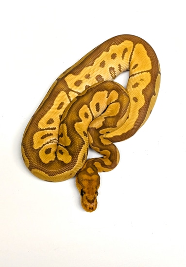 Ultramel Clown Ball Python by Python Perfection Inc