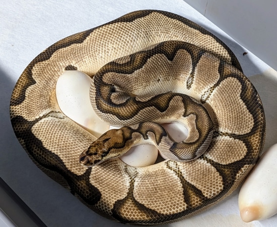 Orange Dream Clown Ball Python by Python Perfection Inc