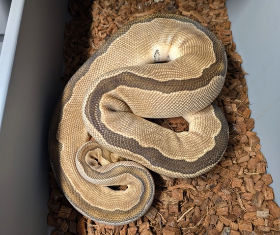 Enchi Clown Female Ball Python by Python Perfection Inc