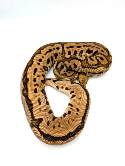 Black Pastel Batman Ball Python by Python Perfection Inc