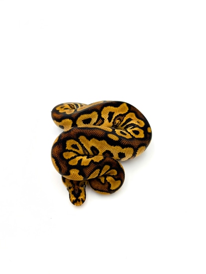 Spotnose Yellow Belly Clown Ball Python by Python Perfection Inc