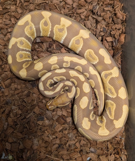 Chocolate Ultramel Het Clown And Enchi Clown Het Ultramel Ball Python ...