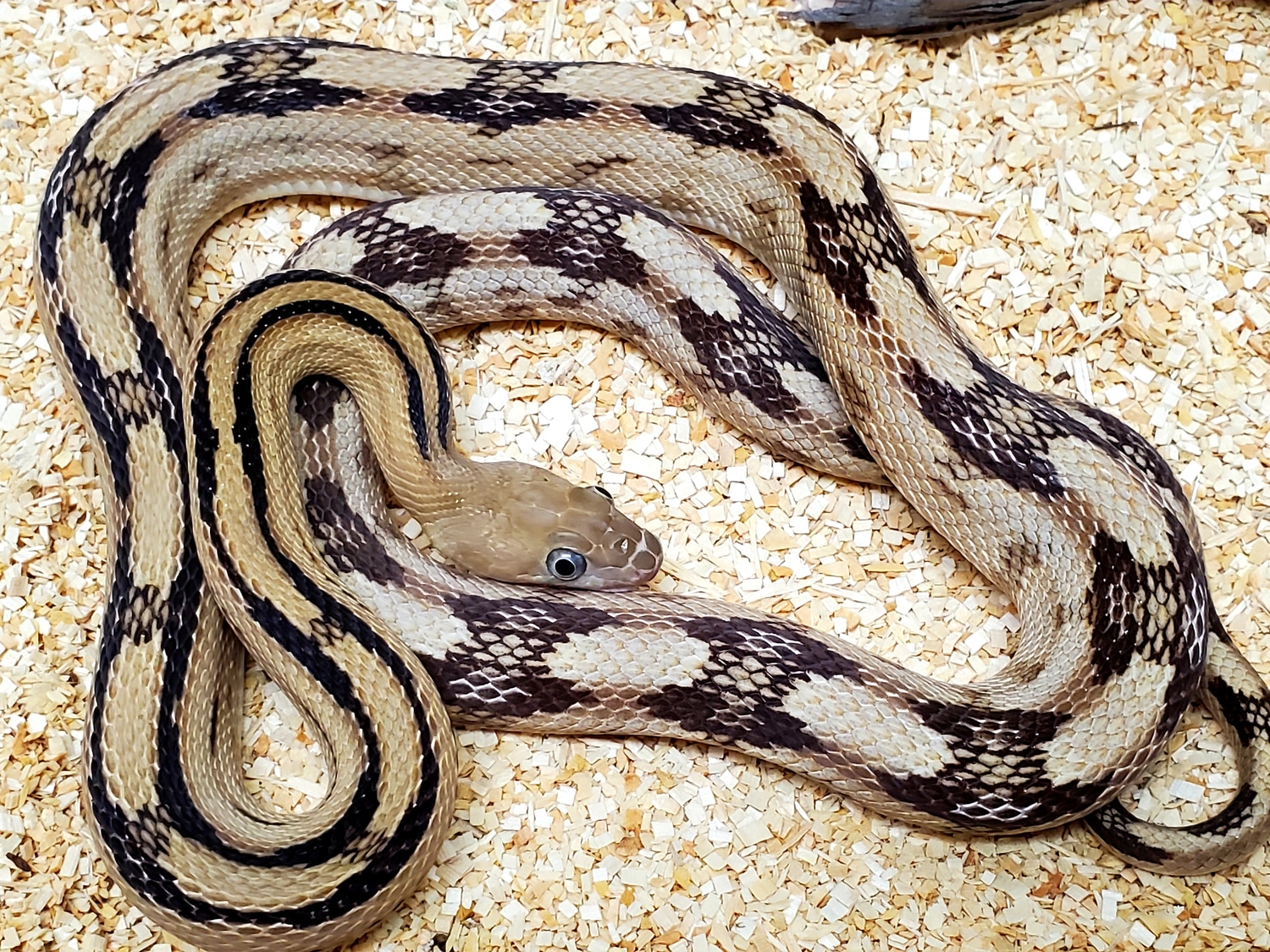 Trans-Pecos Rat Snake by Tony D. Reptiles - MorphMarket