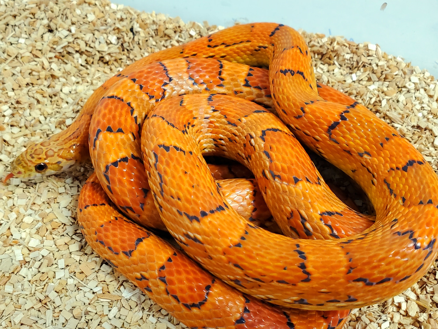 Buf Sunkissed Corn Snake by Tony D. Reptiles - MorphMarket