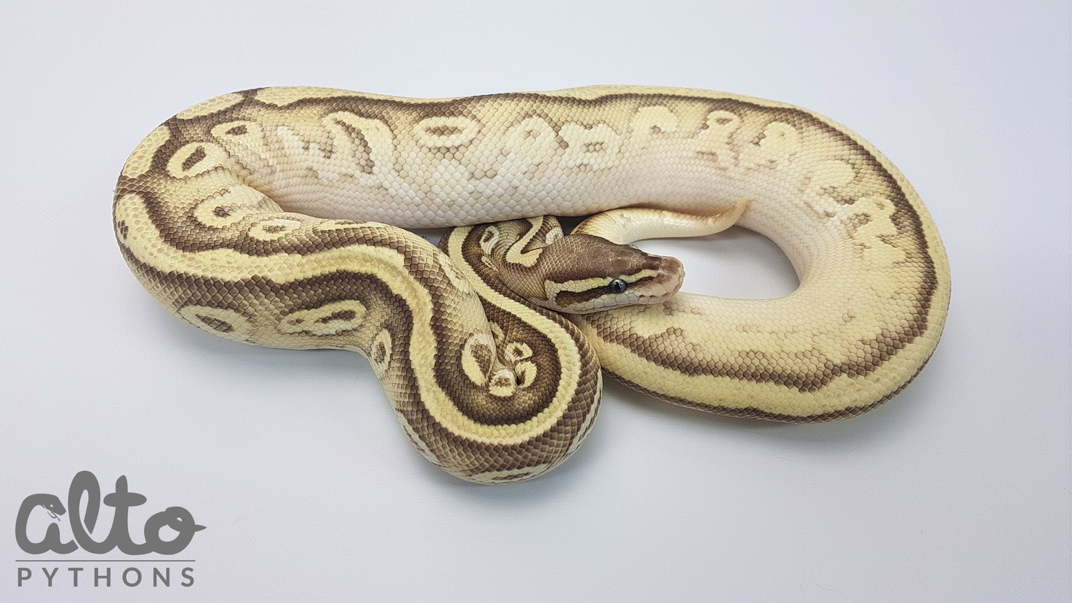 Lesser Pastel Yellow Belly Orange Dream (Poss Leopard) 50% Poss Het ...