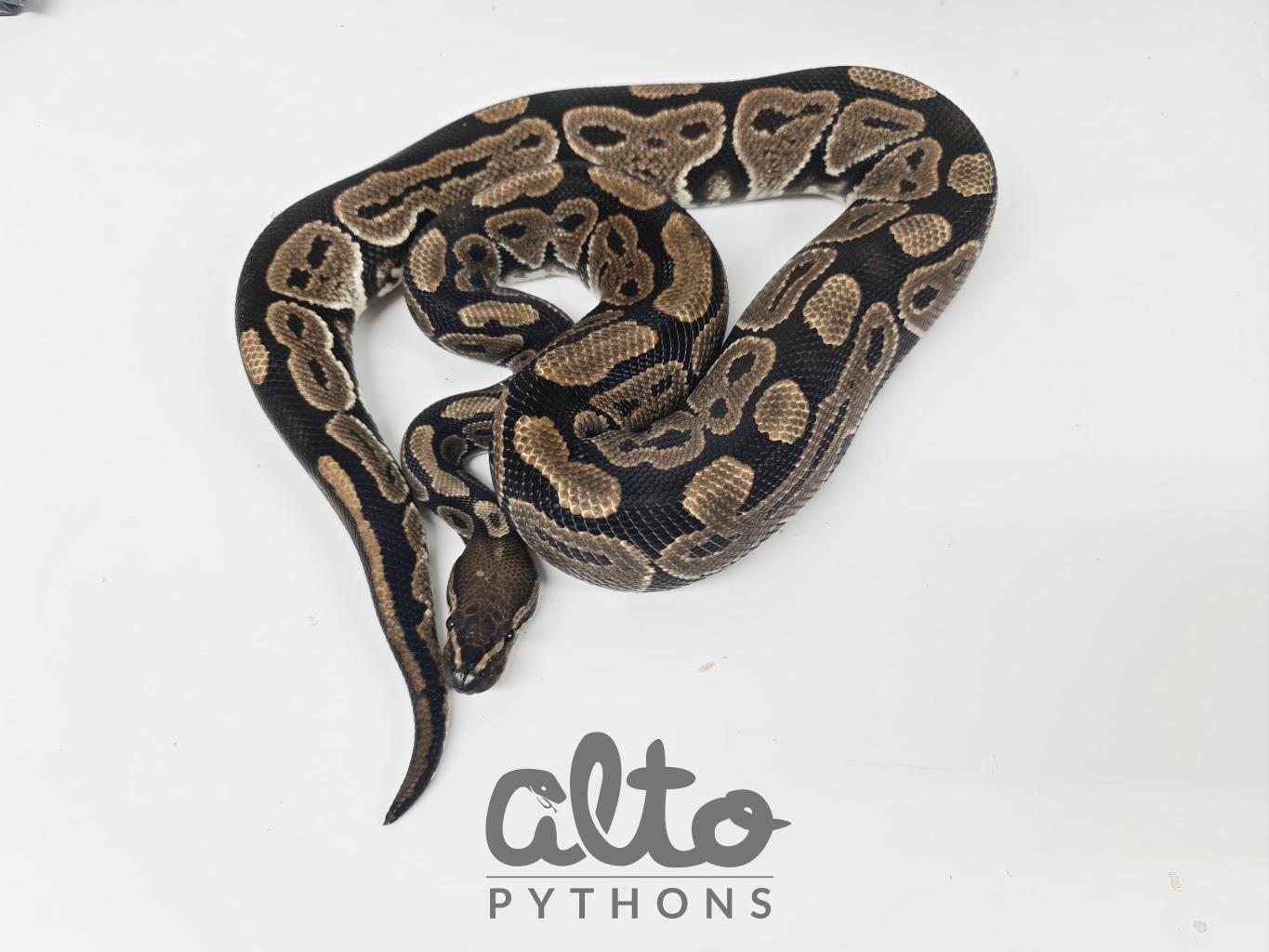 ADULT Redhead Ball Python by Alto Pythons - MorphMarket