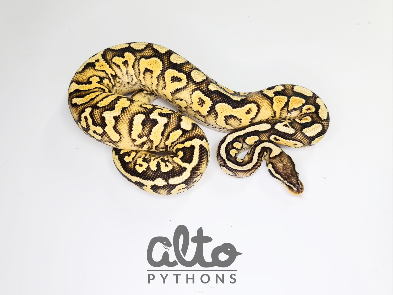 Special ODYB Pastel Het Clown Ball Python by Alto Pythons - MorphMarket