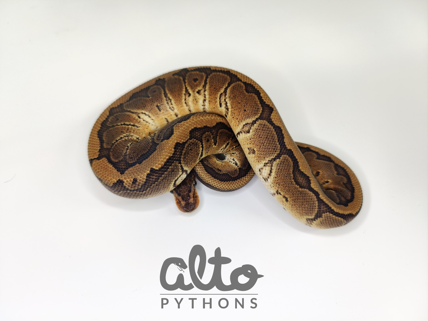 Wookie Pinstripe Het Clown Ball Python by Alto Pythons - MorphMarket