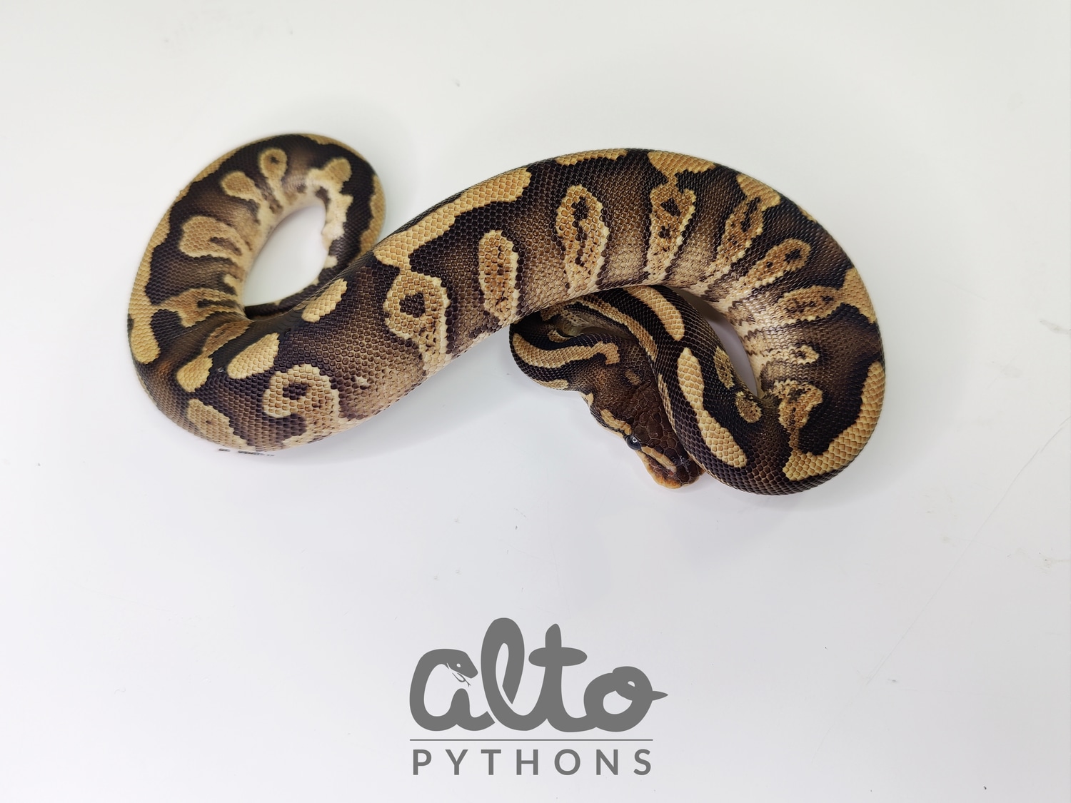Fire Wookie Het Clown Ball Python by Alto Pythons - MorphMarket