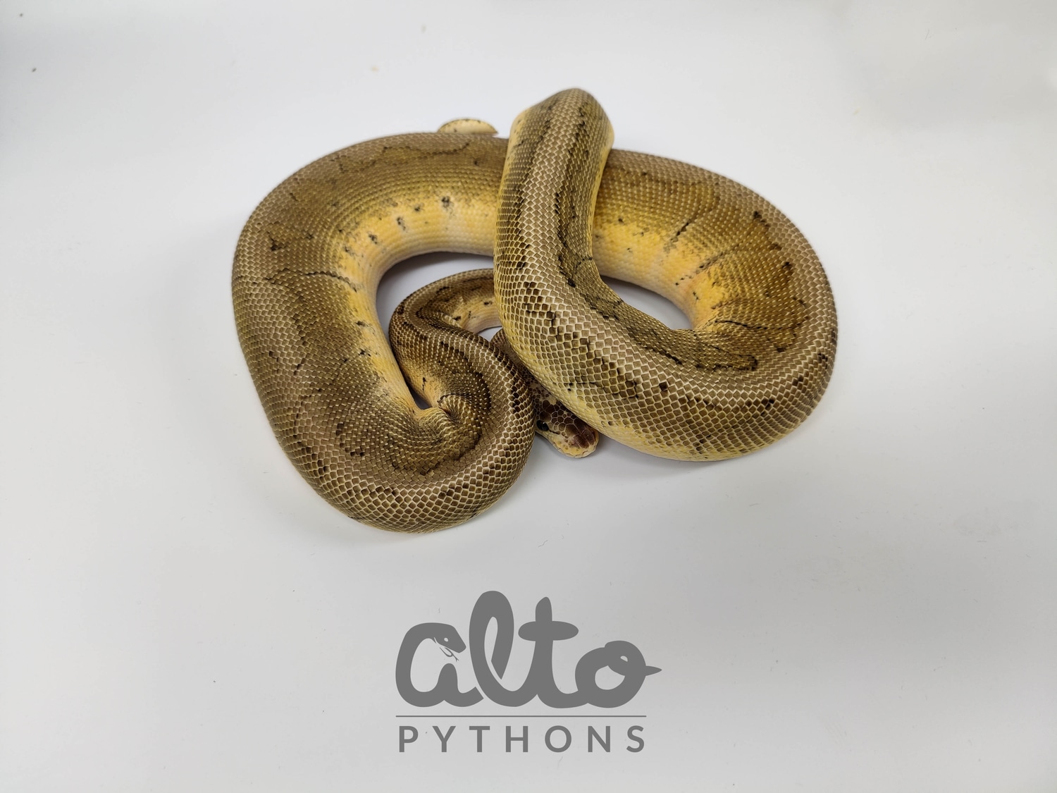 Pastel Pinstripe Wookie Ball Python by Alto Pythons - MorphMarket