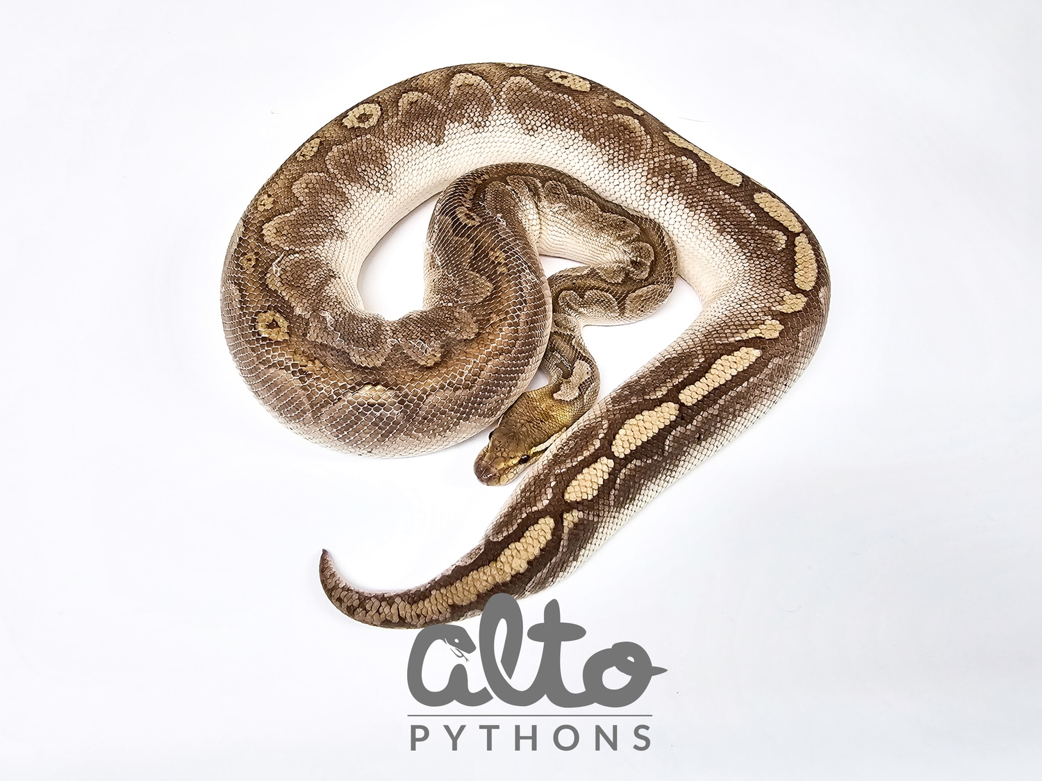 Bamboo Black Pastel Het Clown Ball Python by Alto Pythons - MorphMarket