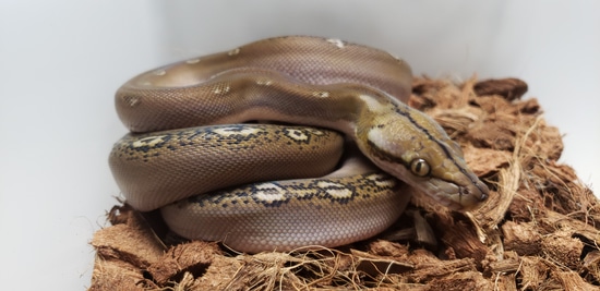 Phantom Motley 66% Het Amel Reticulated Python by Gentile Reptiles
