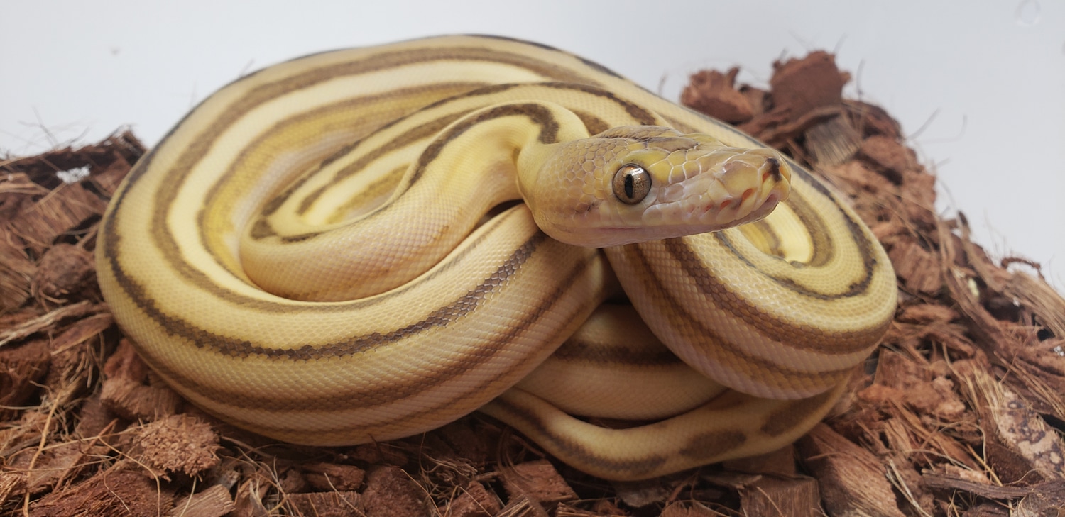 Phantom Super Tiger 66% Het Amel Female Reticulated Python by Gentile ...