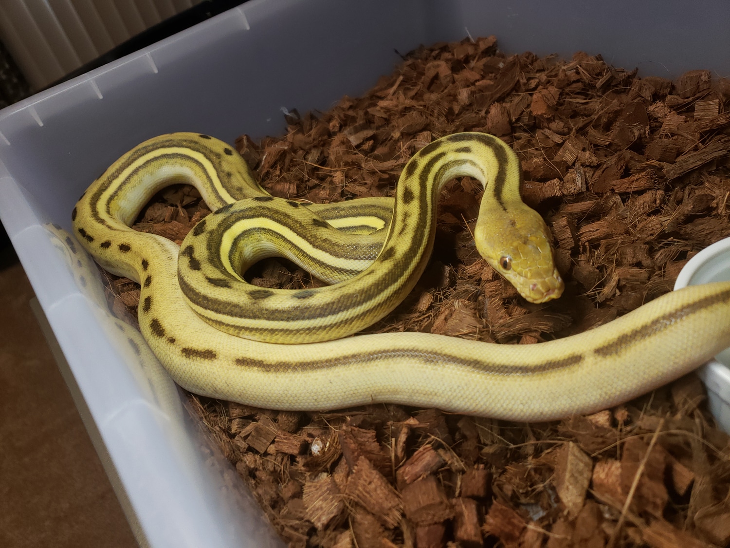 Phantom Super Tiger 66% Het Amel Reticulated Python by Gentile Reptiles ...