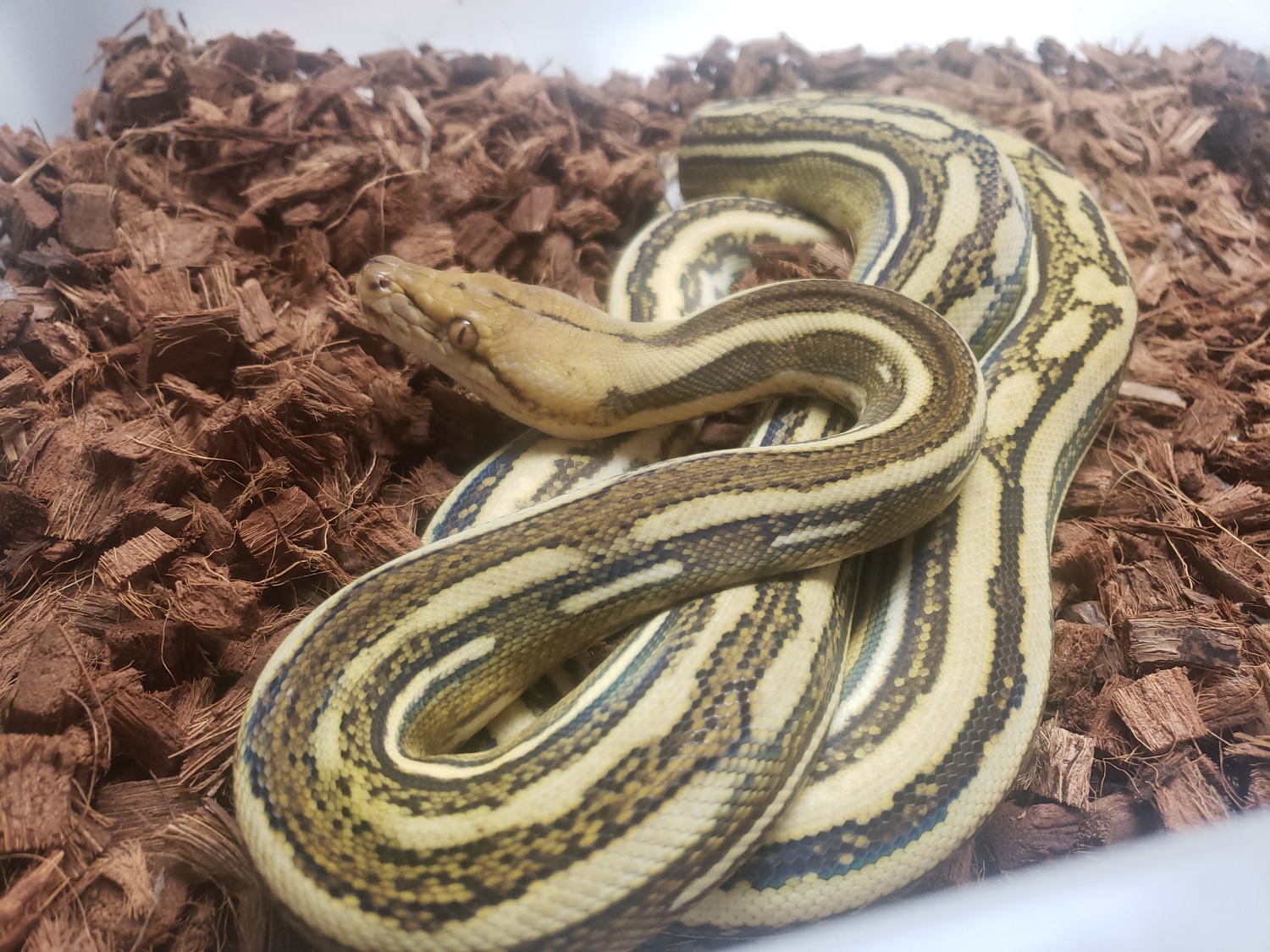 Phantom Tiger 66% Het Reticulated Python by Gentile Reptiles - MorphMarket