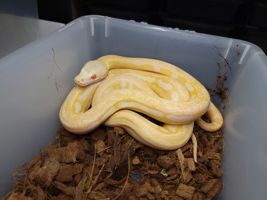 Amel Phantom Tiger Retic Reticulated Python by Gentile Reptiles