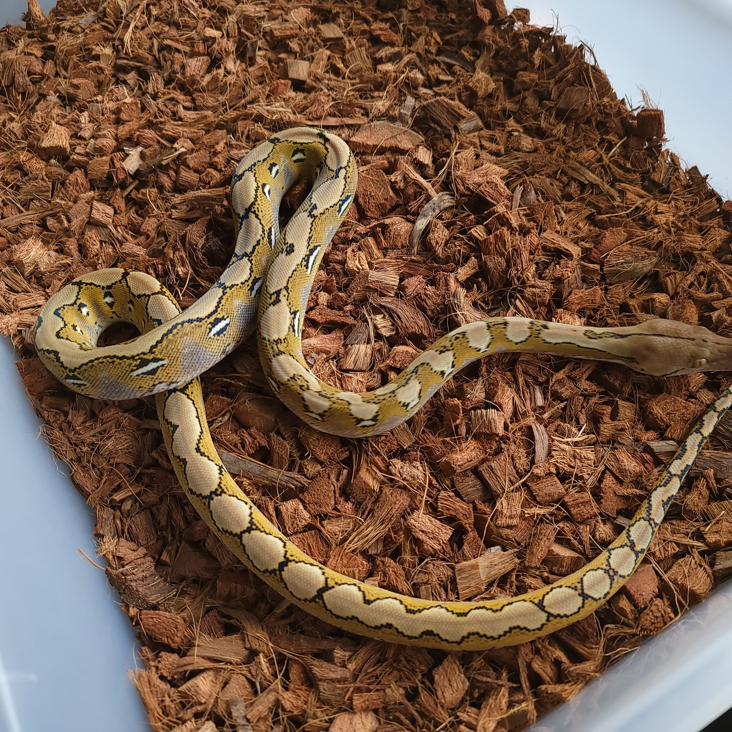 Platinum Het Amel Reticulated Python by Gentile Reptiles - MorphMarket