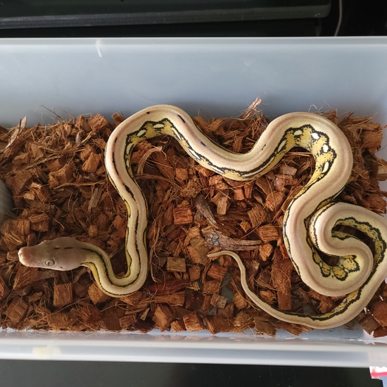 Platinum Tiger Reticulated Python by Gentile Reptiles
