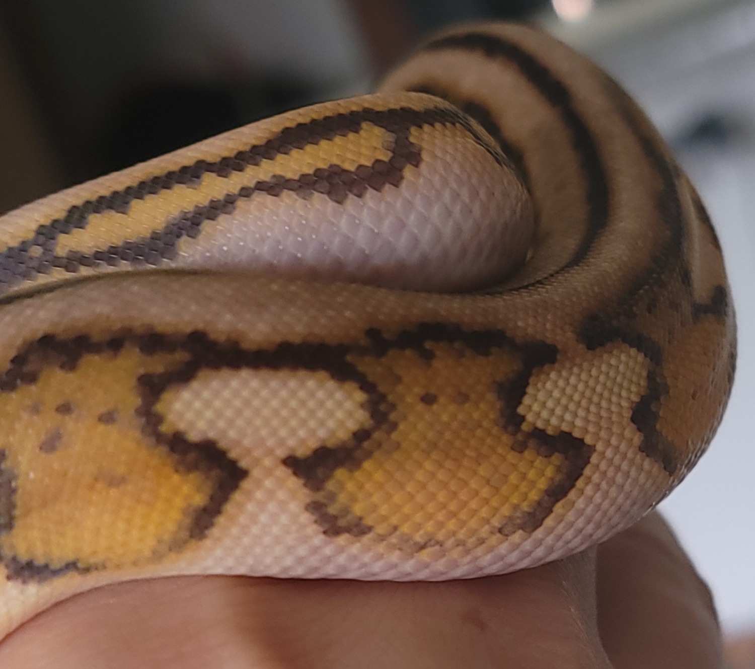Motley Super Tiger Reticulated Python by Gentile Reptiles - MorphMarket