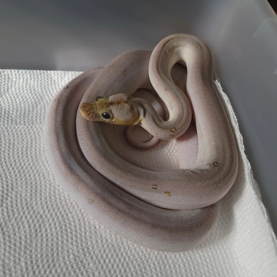 Super Motley Super Tiger Platinum 66% Het Amel Reticulated Python by ...