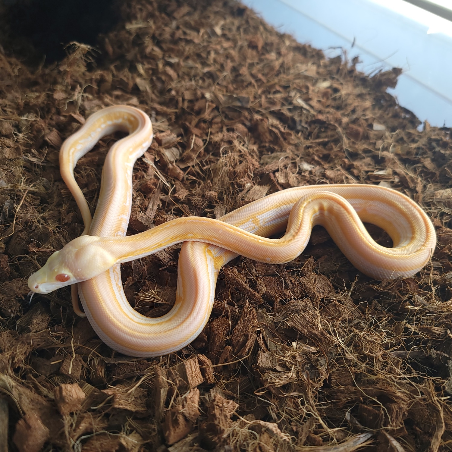 Amel Super Tiger Reticulated Python by Gentile Reptiles - MorphMarket