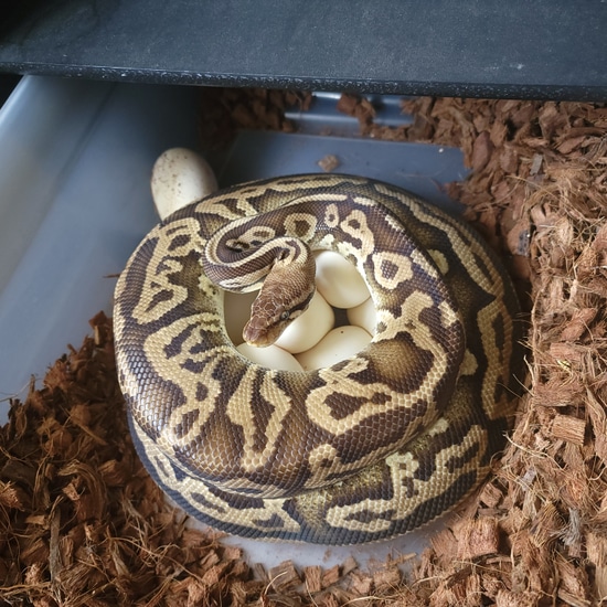 Tootsie Ball Python by Gentile Reptiles