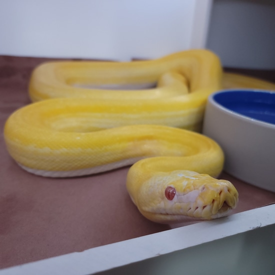 Amel Platinum Super Tiger Reticulated Python by Gentile Reptiles