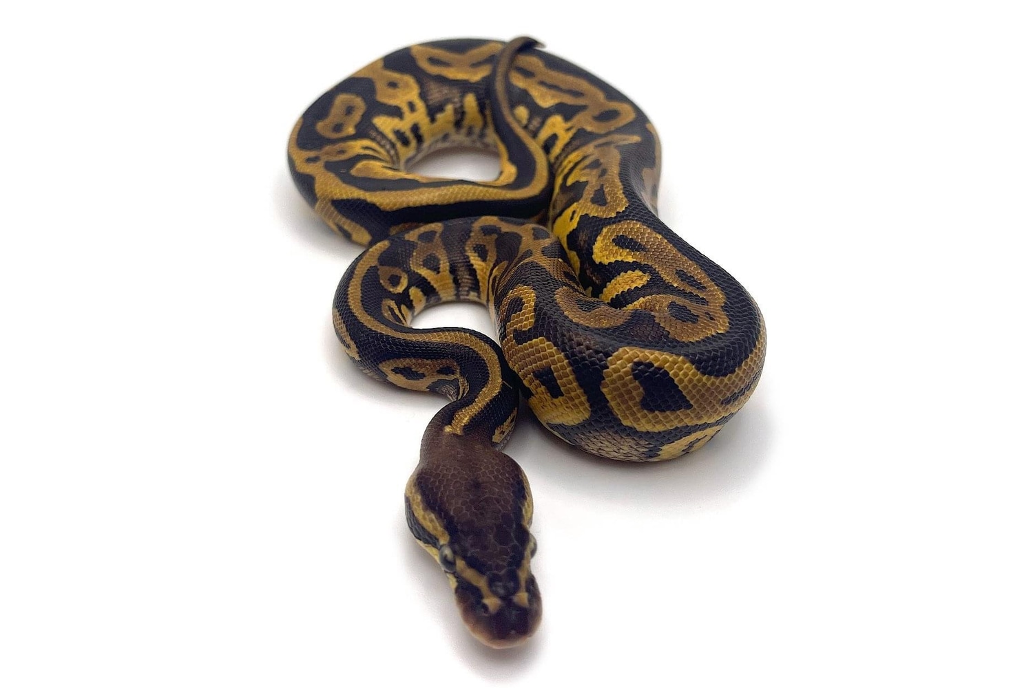 Pastel Leopard 50% DH Clown/Piebald Ball Python by A Scale Ahead ...