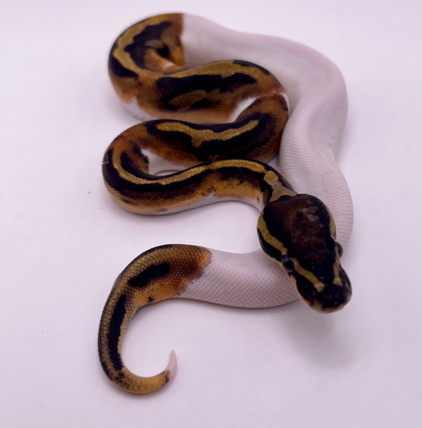 Chocolate Piebald Het Ghost Ball Python by A Scale Ahead - MorphMarket