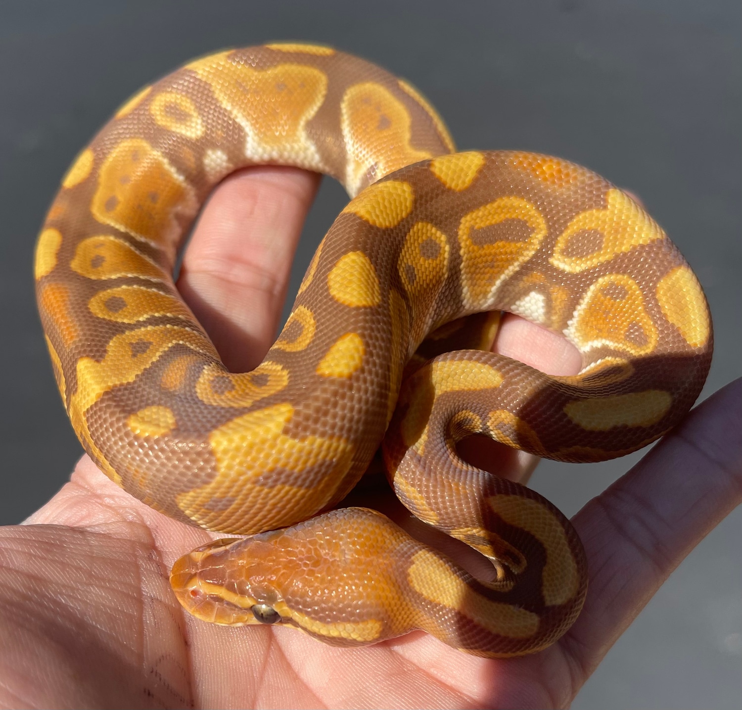 Ultramel Ball Python by A Scale Ahead - MorphMarket