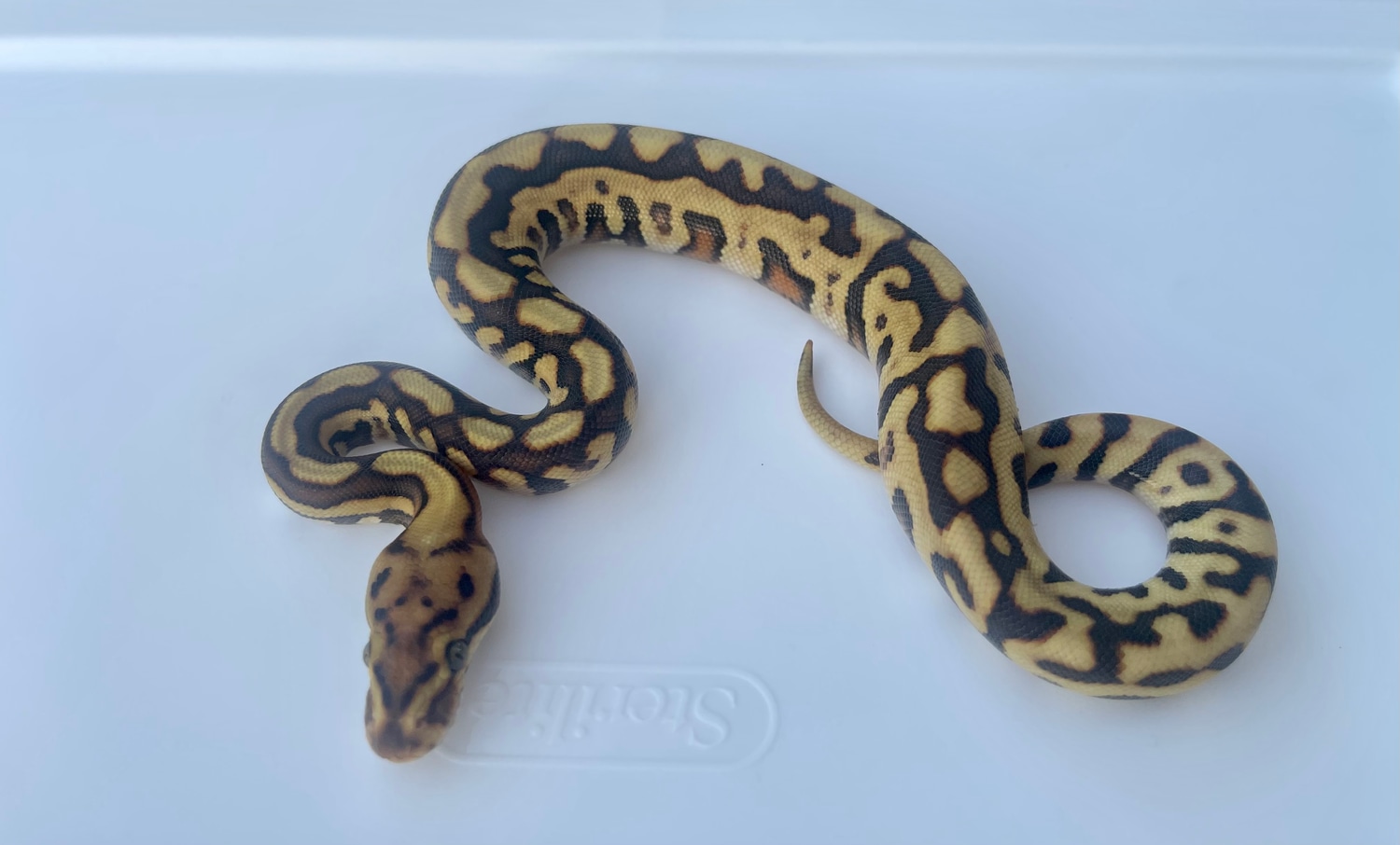 Spotnose Leopard Mojave Enchi Orange Dream 50% Het Clown Ball Python by ...