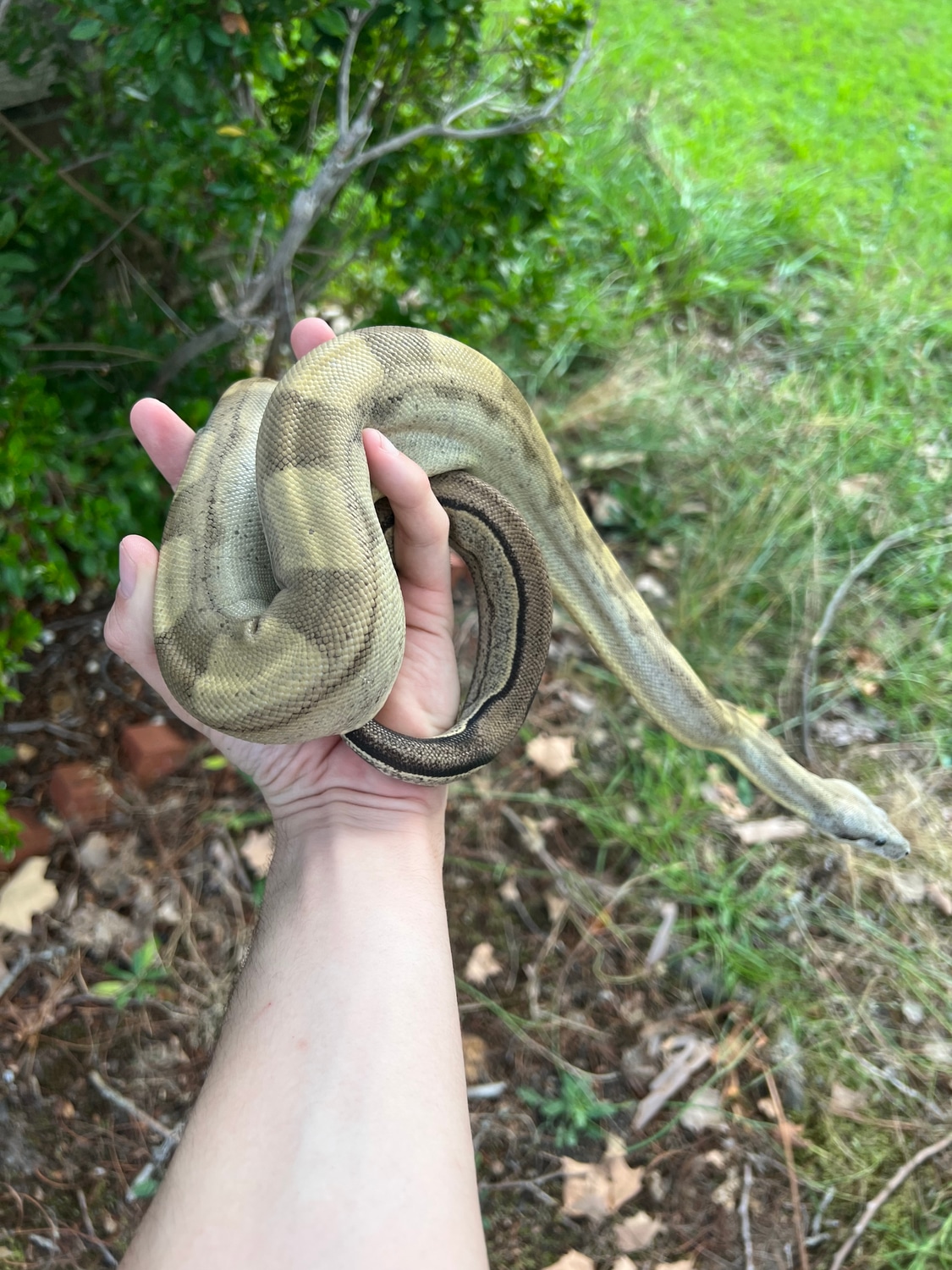 Motley Anery Boa Constrictor by Antonio’s boa constrictors - MorphMarket