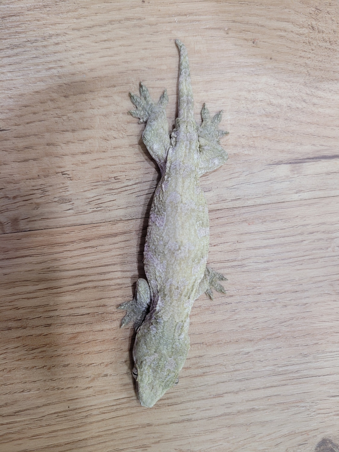 Moro X Nuu Ana Cross Leachianus Gecko by A.I. Amphibian & Reptiles ...