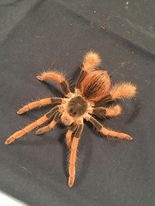 4"Unsexed Colombian Giant Redleg (Megaphobema Robustum) Tarantula by KT ...