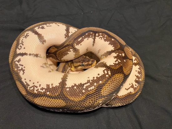Cinnamon Calico Spider Ball Python by East Bay Balls