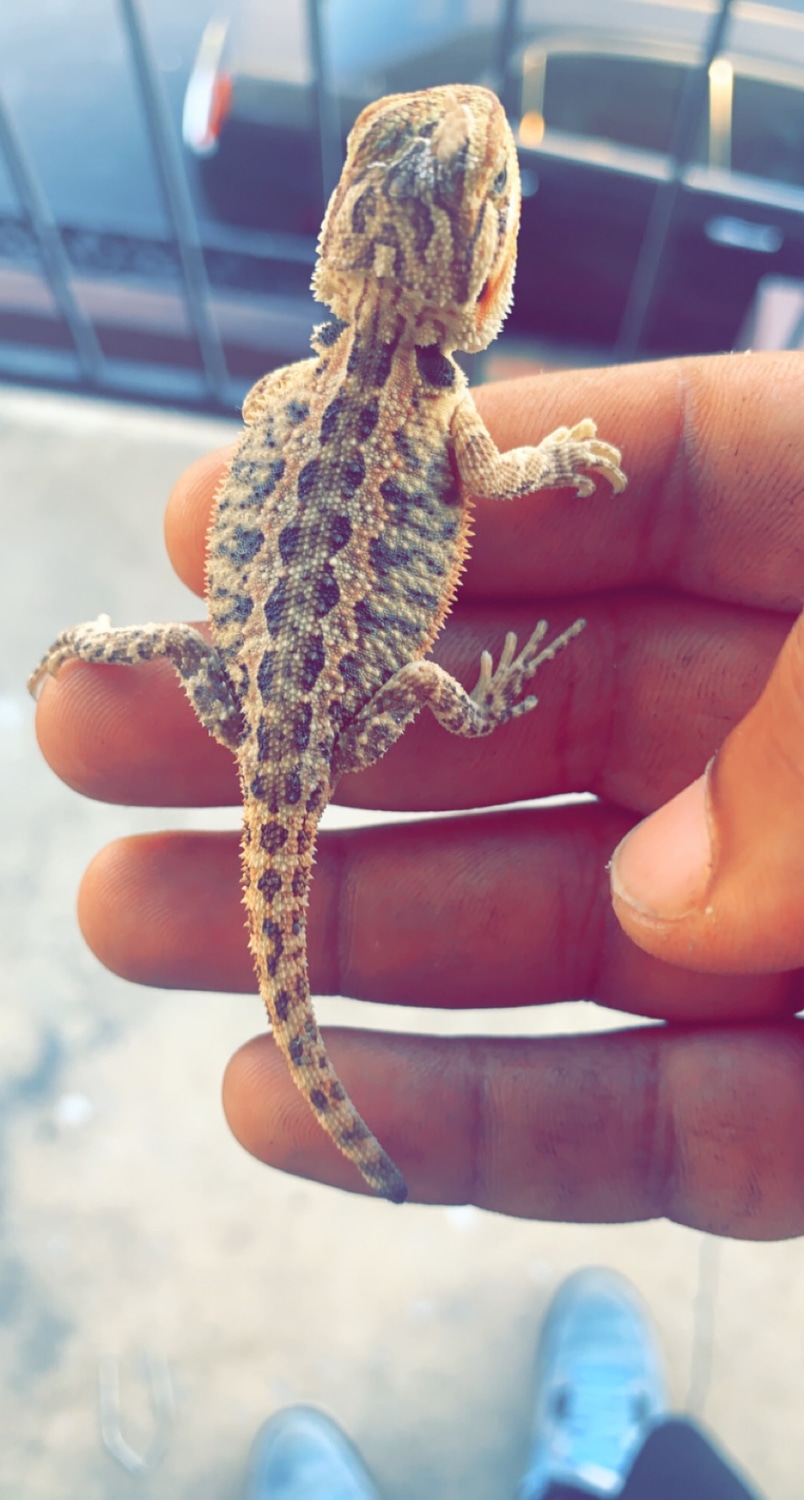 Normal Bearded Dragon Tail Nip Central Bearded Dragon by Tony’s ...
